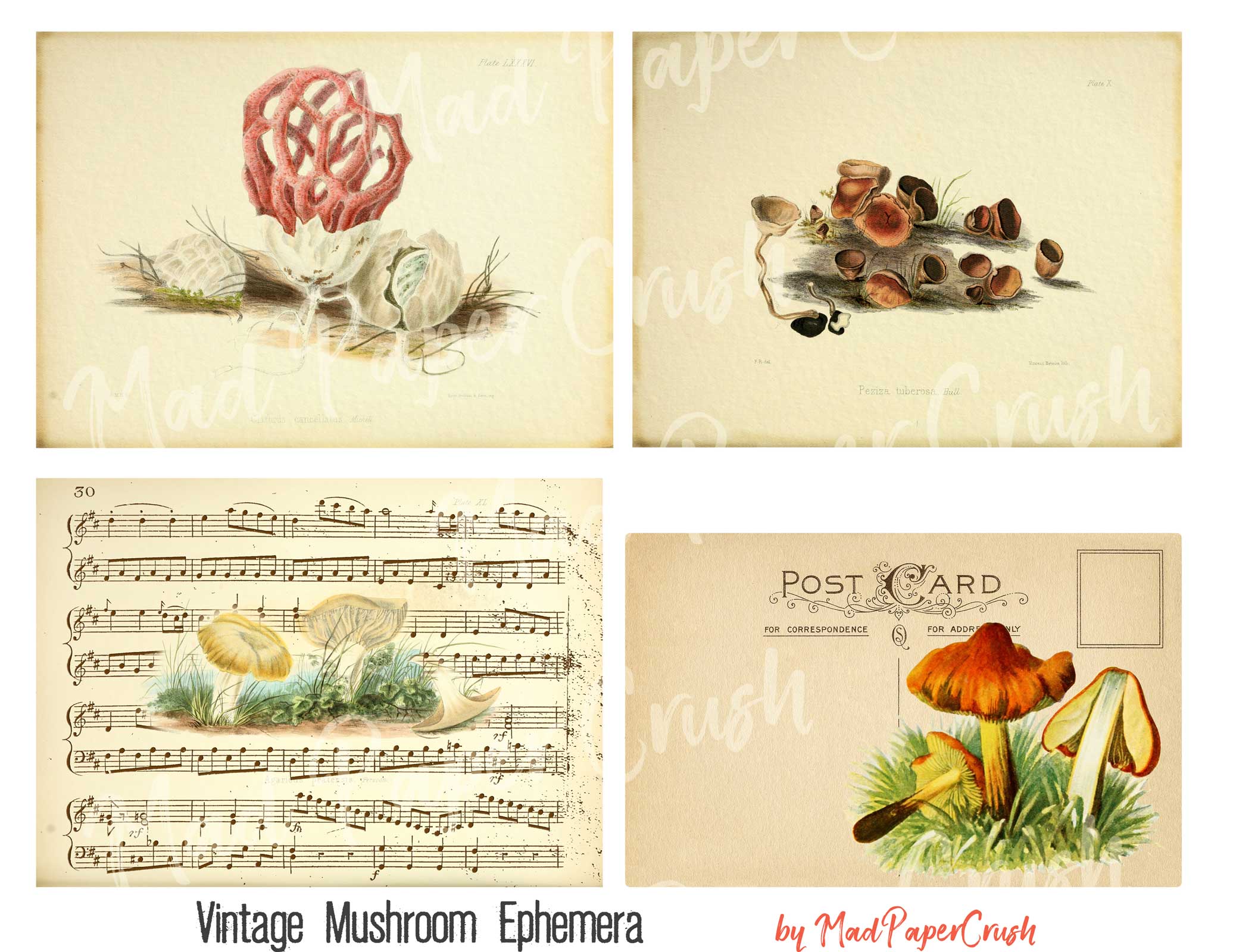 Art Discovery Tuesday - Fungus Amongus - Mad Paper Crush